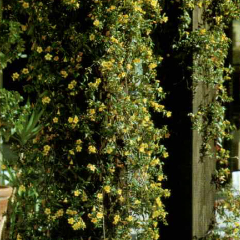 Carolina Jasminejessamine Pleasent View Nursery